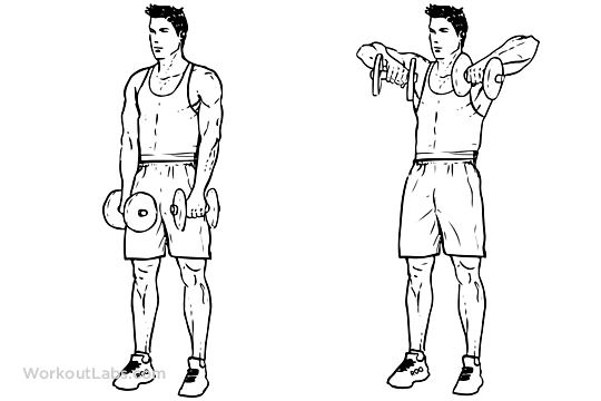 Upright Dumbbell Row Illustrated Exercise Guide Inverted Row Squat Upright Dumbbell Row Illustrated Exercise Guide Inverted Row Squat