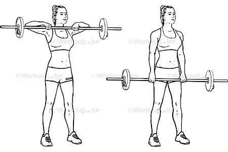 Upright Barbell Rows – WorkoutLabs Exercise Guide
