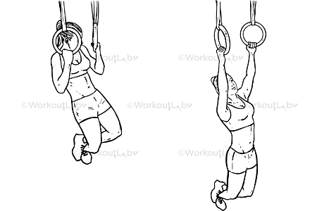 Gymnastic Ring Pull-Ups / Pullups – WorkoutLabs Exercise Guide