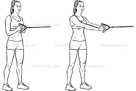 Palloff Press / Oblique Iso Hold – WorkoutLabs Exercise Guide
