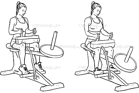 Seated Calf Raises – WorkoutLabs Exercise Guide