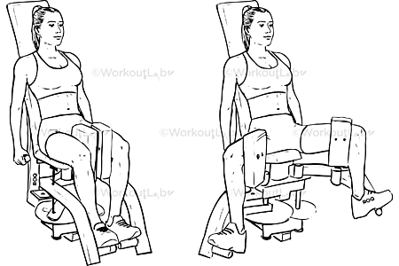 Adductor / Adduction Inner Thigh Machine – WorkoutLabs Exercise Guide