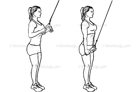 Tricep Cable Rope Push /Pull Downs – WorkoutLabs Exercise Guide