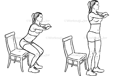 Chair Squats – WorkoutLabs Exercise Guide