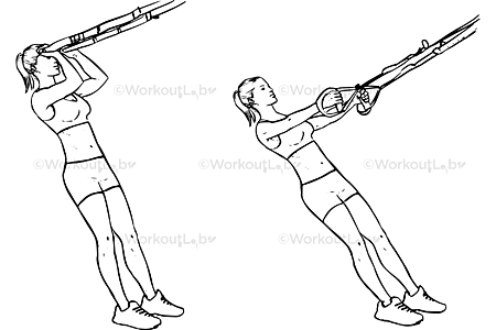 TRX Suspension Strap Bicep Curls – WorkoutLabs Exercise Guide