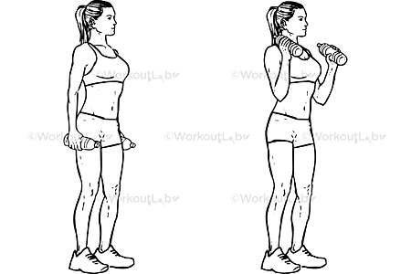 Standing Water Bottle Bicep Curls – WorkoutLabs Exercise Guide