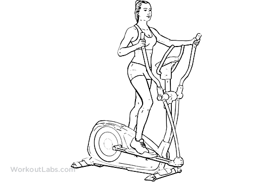 Cardio – Cross Trainer / Crosstrainer Machine | WorkoutLabs