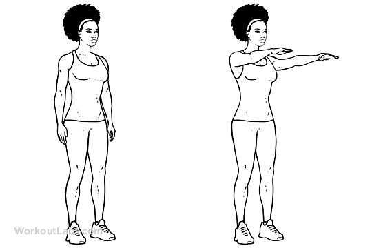 Diagram Arm Front Raises Muscles Of The Upper Arm Biceps Triceps