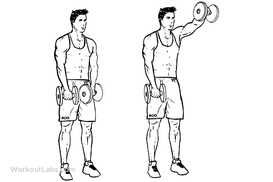 Forward / Front Shoulder Dumbbell Raises | WorkoutLabs