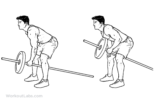 T Bar Rows Or One Arm Dumbbell Rows