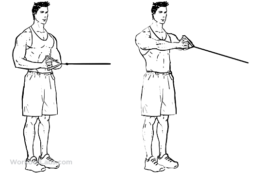 Palloff Press / Oblique Iso Hold | WorkoutLabs