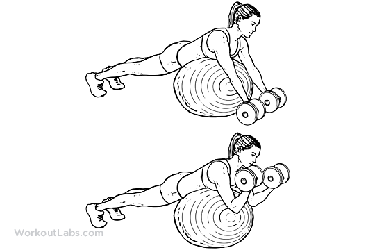 Stability / Swiss / Exercises Ball Dumbbell Preacher Curls | WorkoutLabs